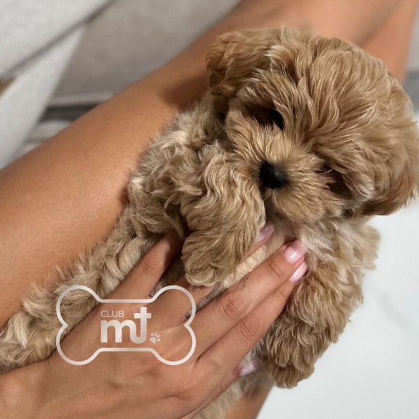 Мальтипу micro Корея