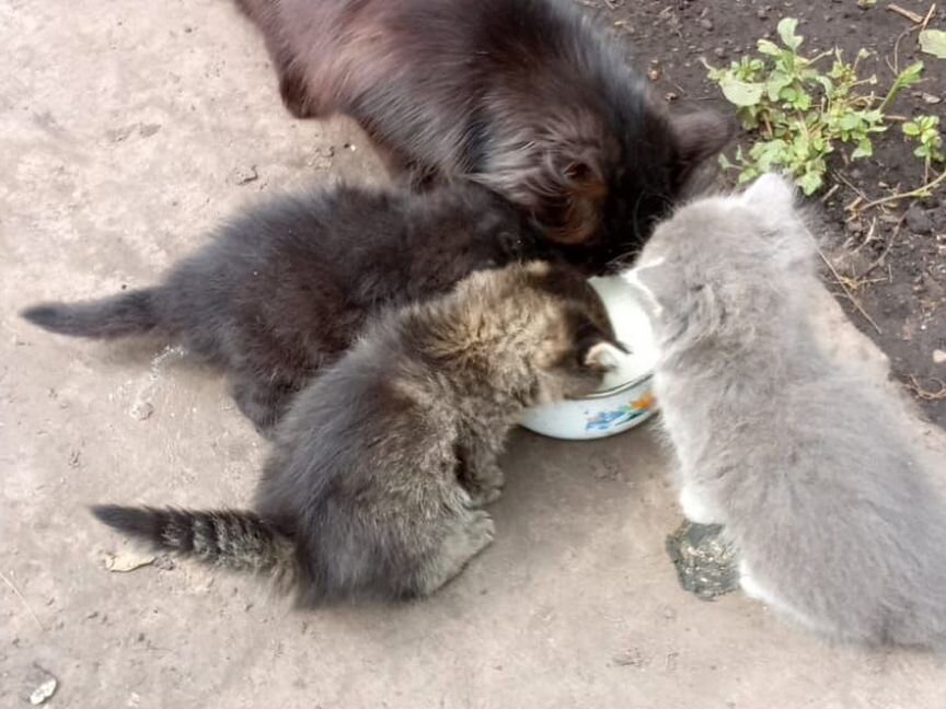 Котята отдам в добрые руки бесплатно
