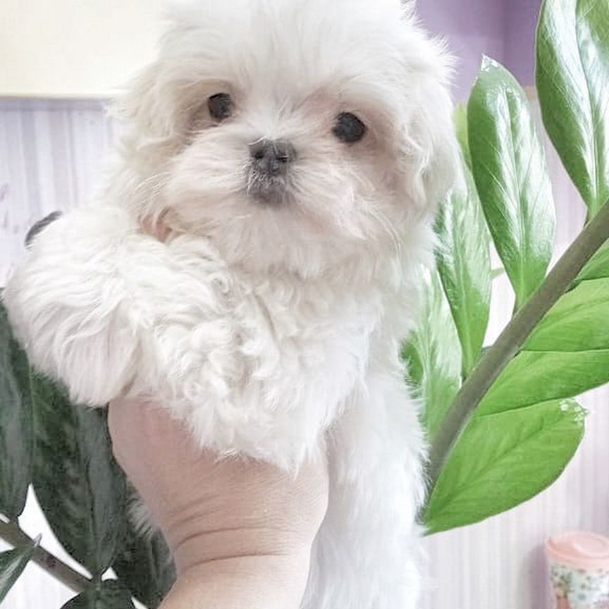 Мальтийская болонка девочка