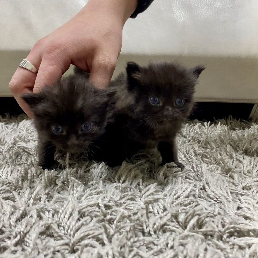 2 котика в добрые ручки