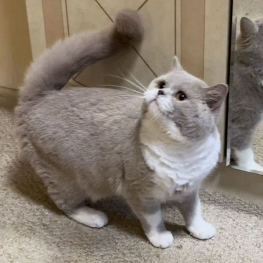 Чистопородные Британские кошки