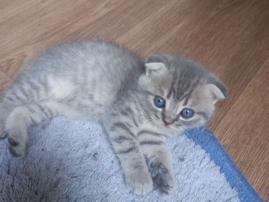 Британские котята