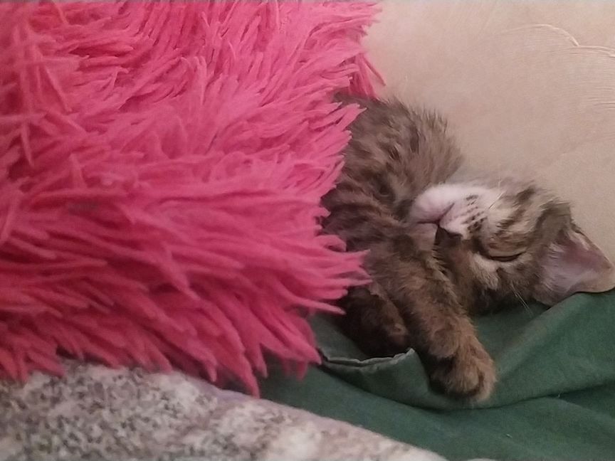Котейка бесплатно