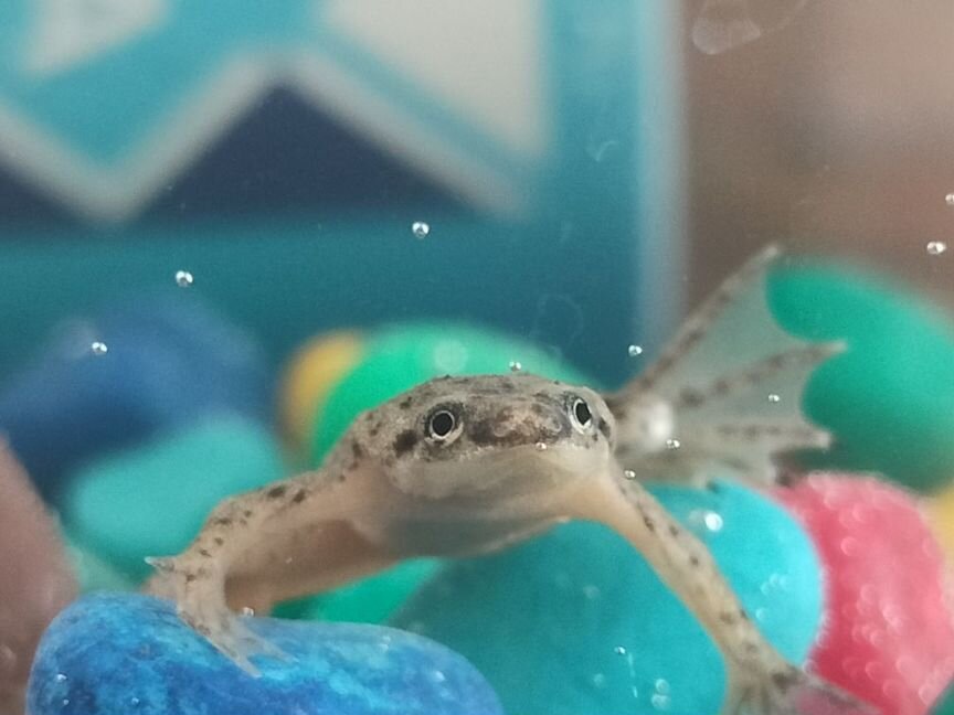 Гименохирус