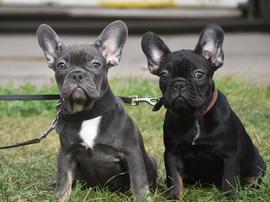 Голубая и черная девочки