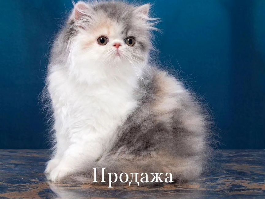 Кошечка