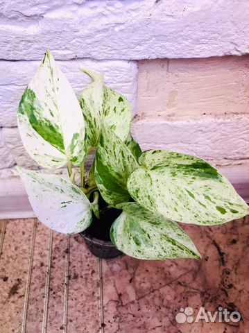 Сциндапсусы и эпипремнумы купить в Барнауле | Товары для дома и дачи ...