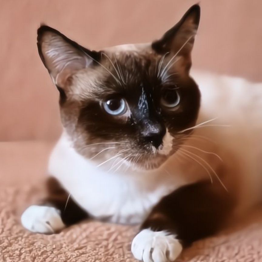 Тайский, взрослый кот