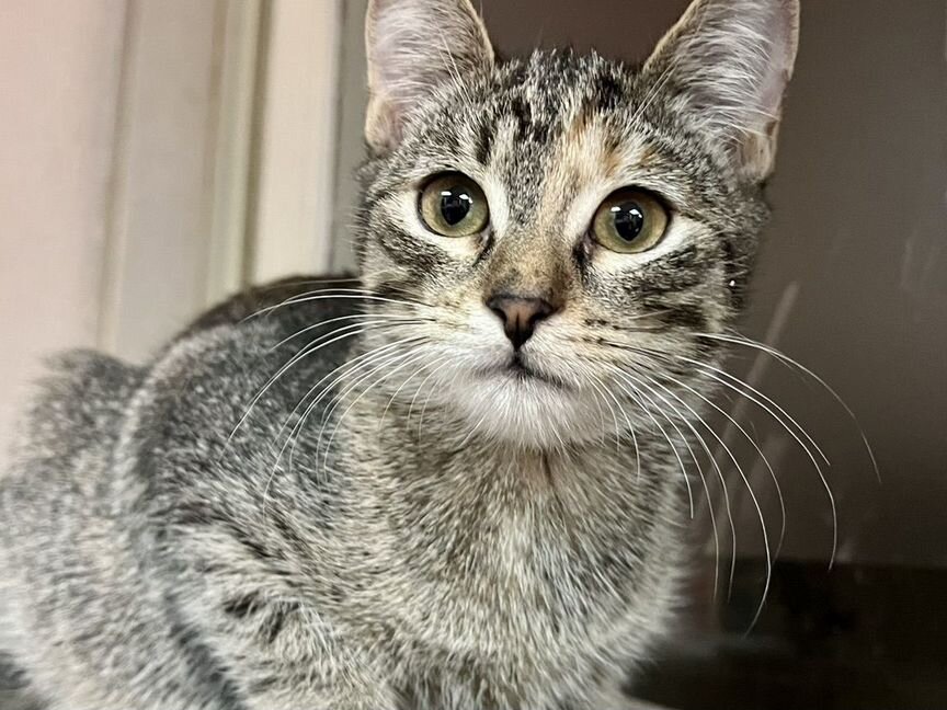 Котенок девочка Мия 4 мес ищет дом