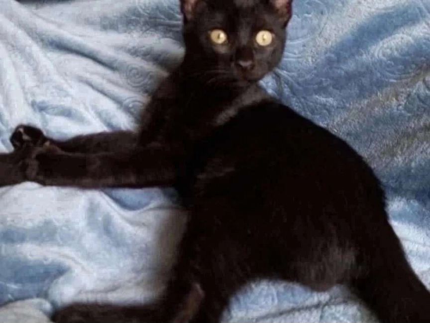 Котик Клепа