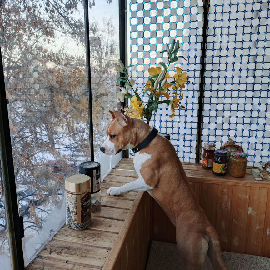 Амстафф