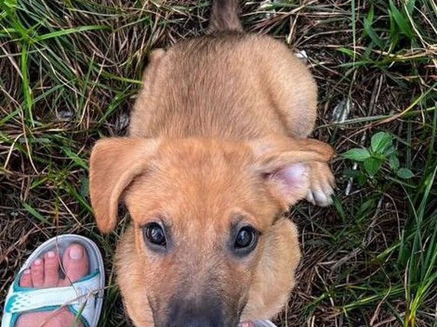 Щенк Тайсон в добрые руки