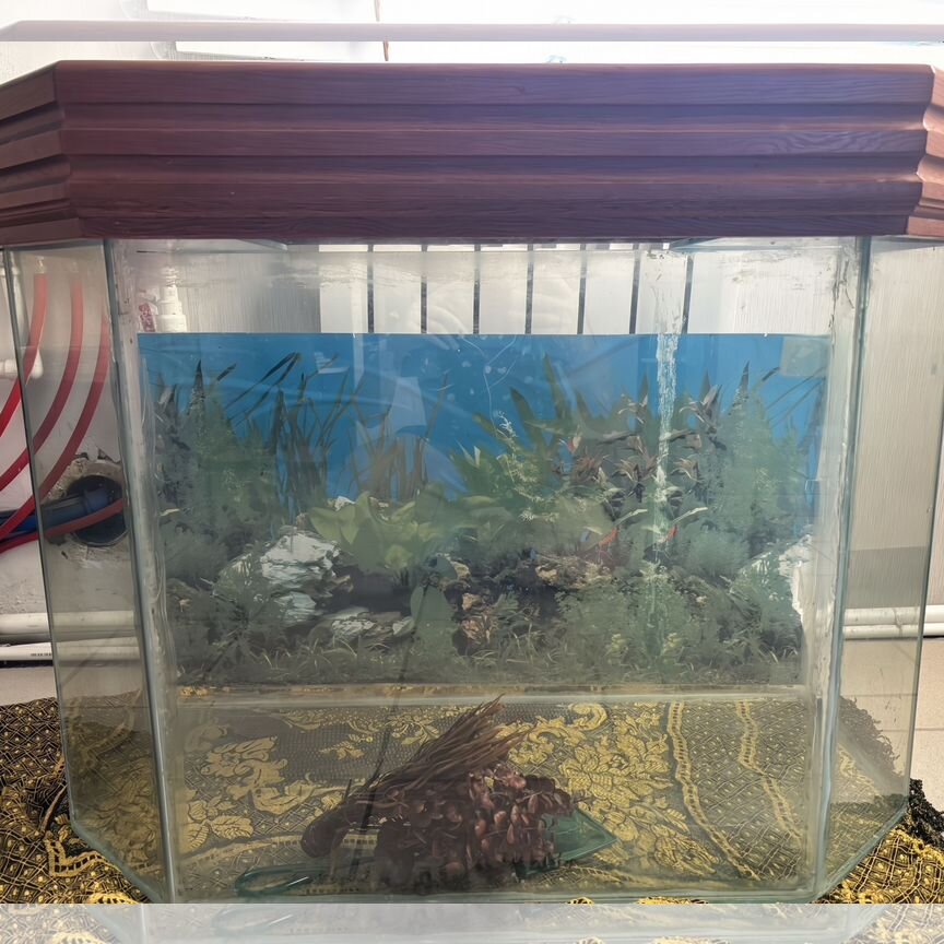 Аквариумные рыбки