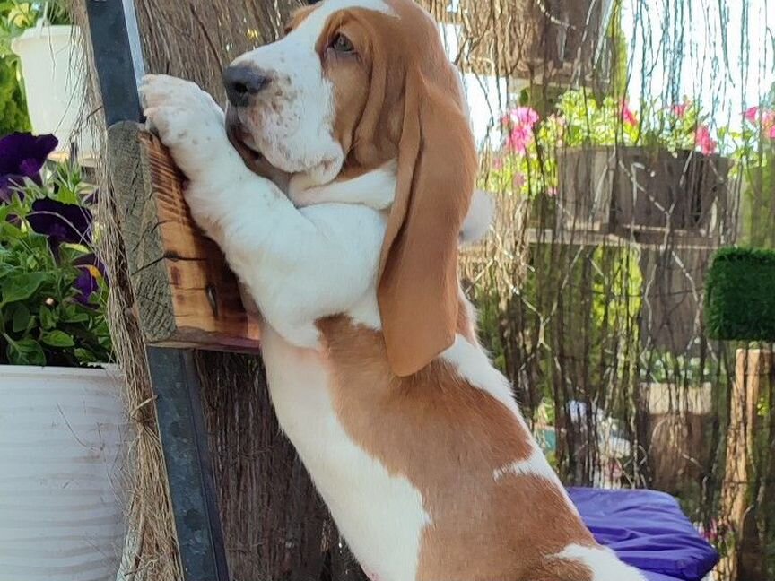 Бассет Яркий рыжик