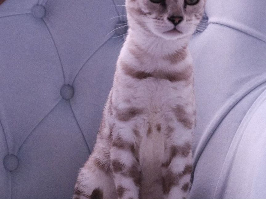 Ищет дом красавица Кошка Ника