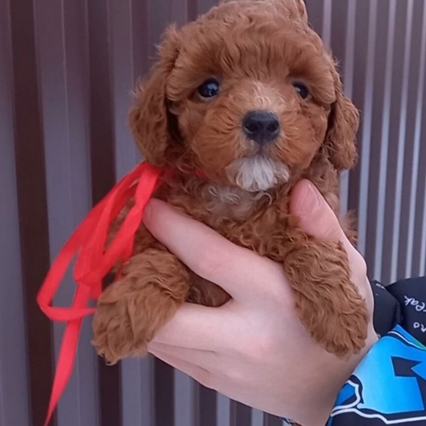 Той-пудель, щенок