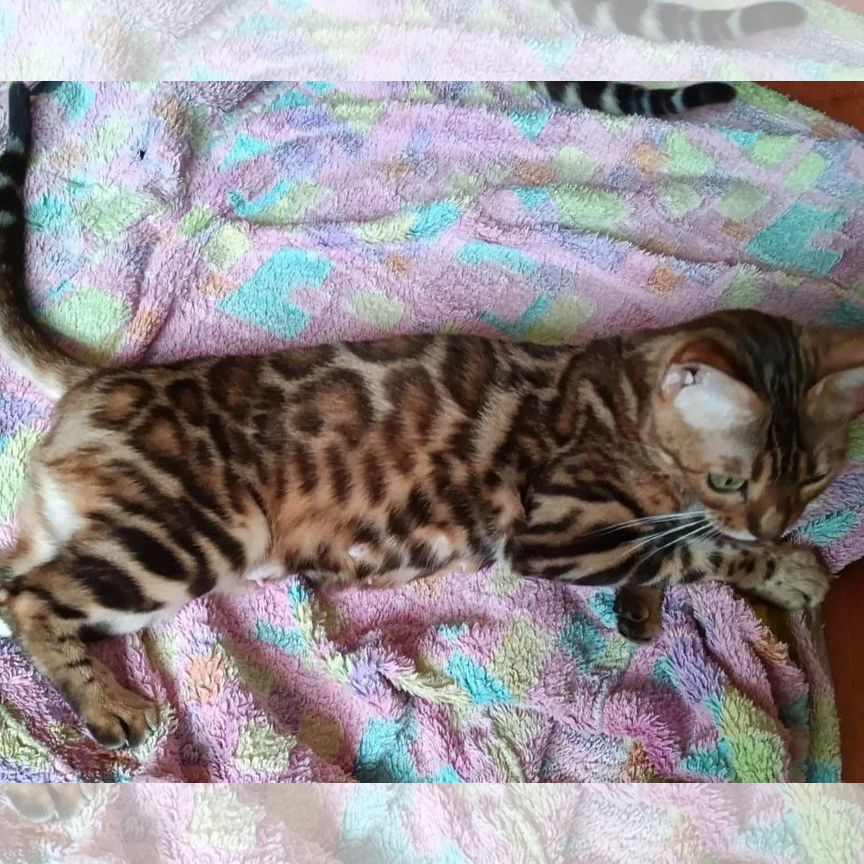 Бенгальская кошечка