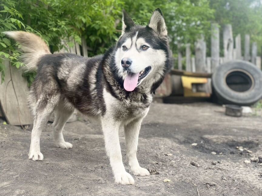 Сибирский хаски