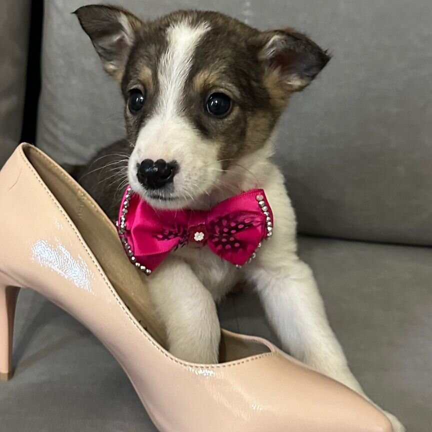 Щенок в добрые руки