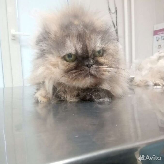 Персидская кошка Корица в дар, 2 года