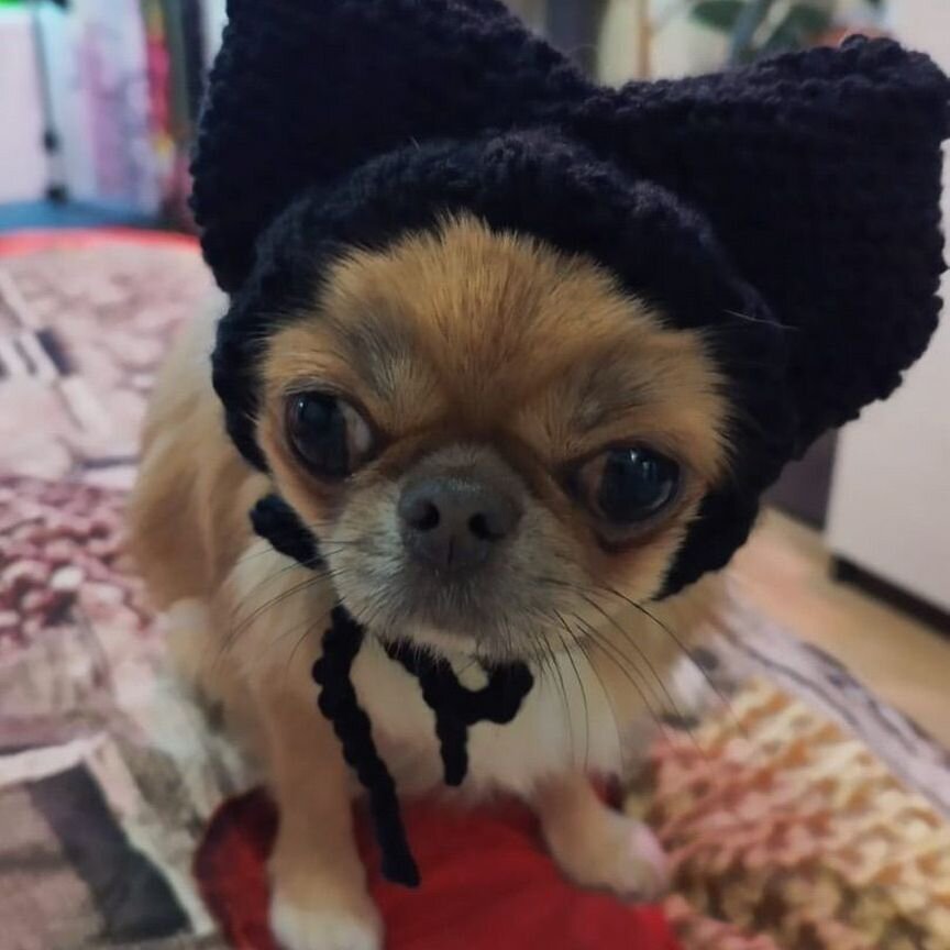 Шапка для собак мелких пород