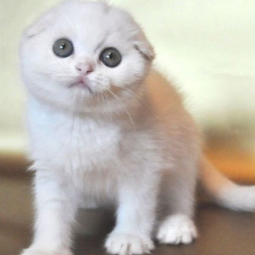 Шотландский вислоухий короткошёрстный котёнок