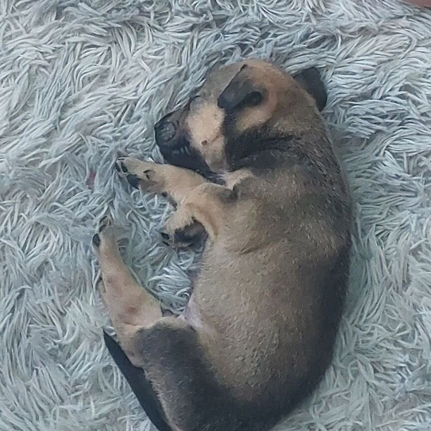 Щенок в добрые руки бесплатно питбуль