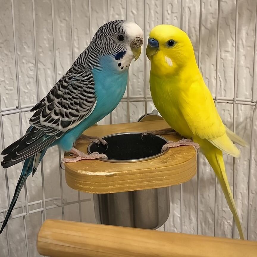 Волнистый попугай с клеткой