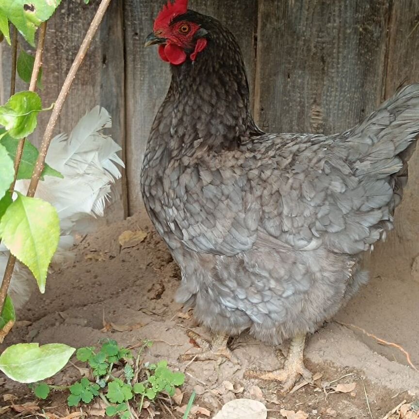 Куры несушки бронь до 22.09