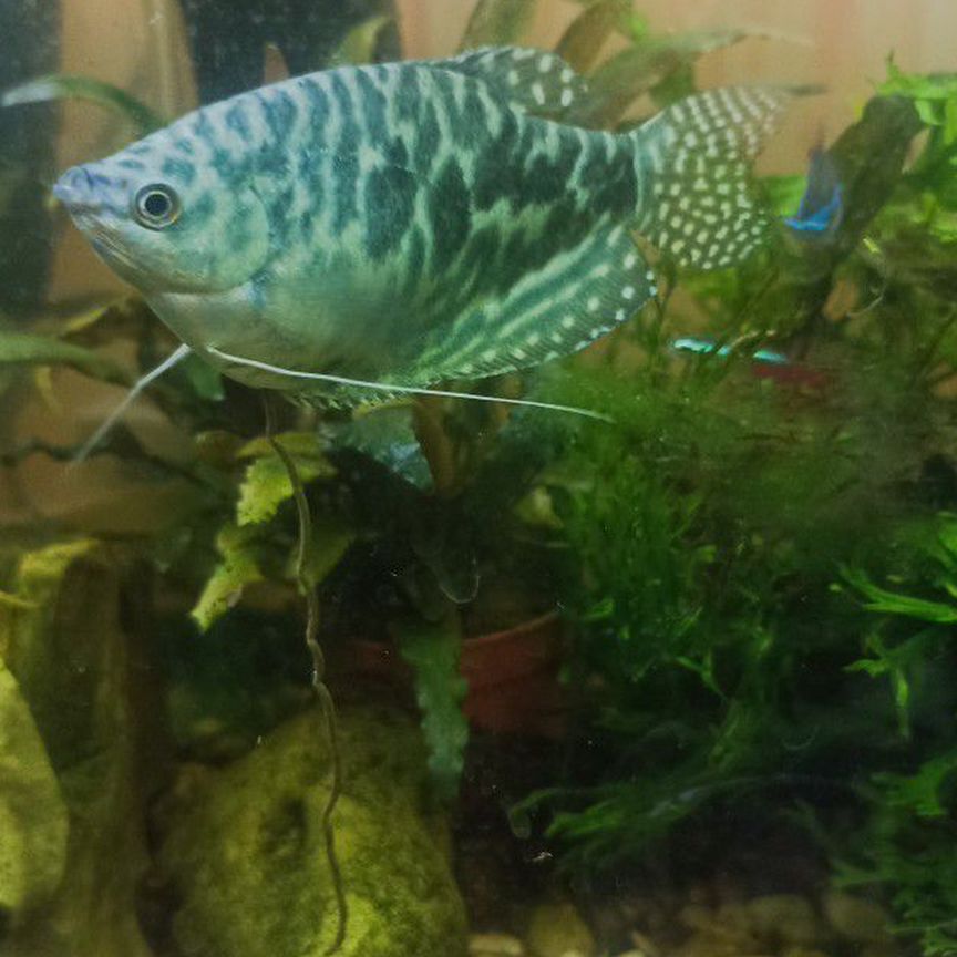 Мраморная гурами