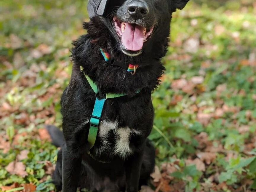 Супер Айк ищет дом