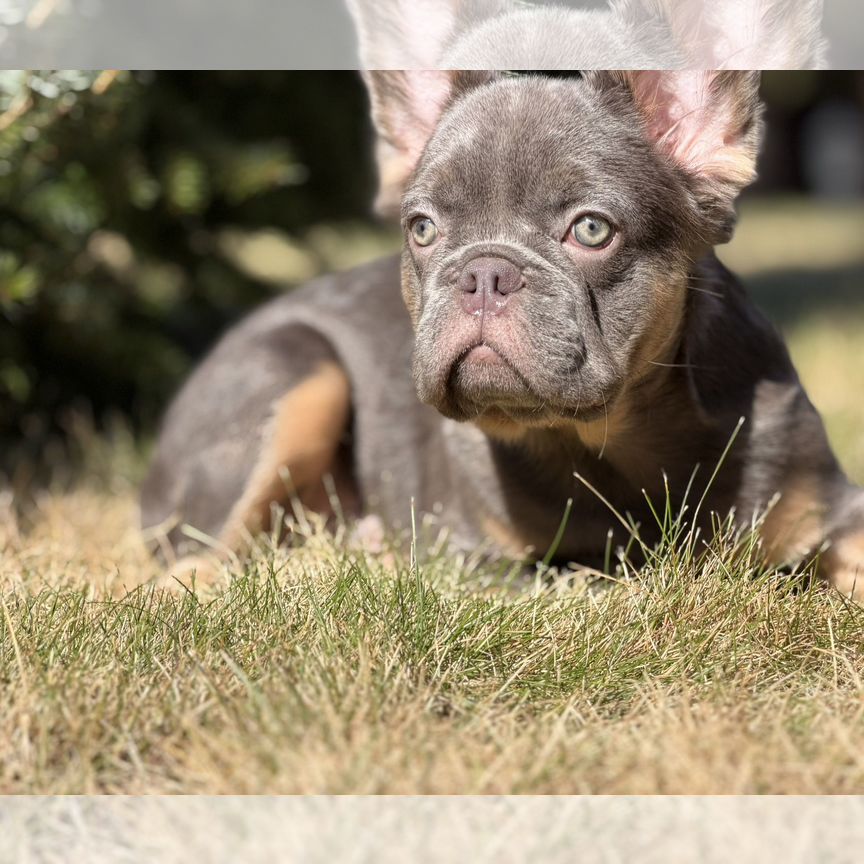 Французский бульдог, щенок