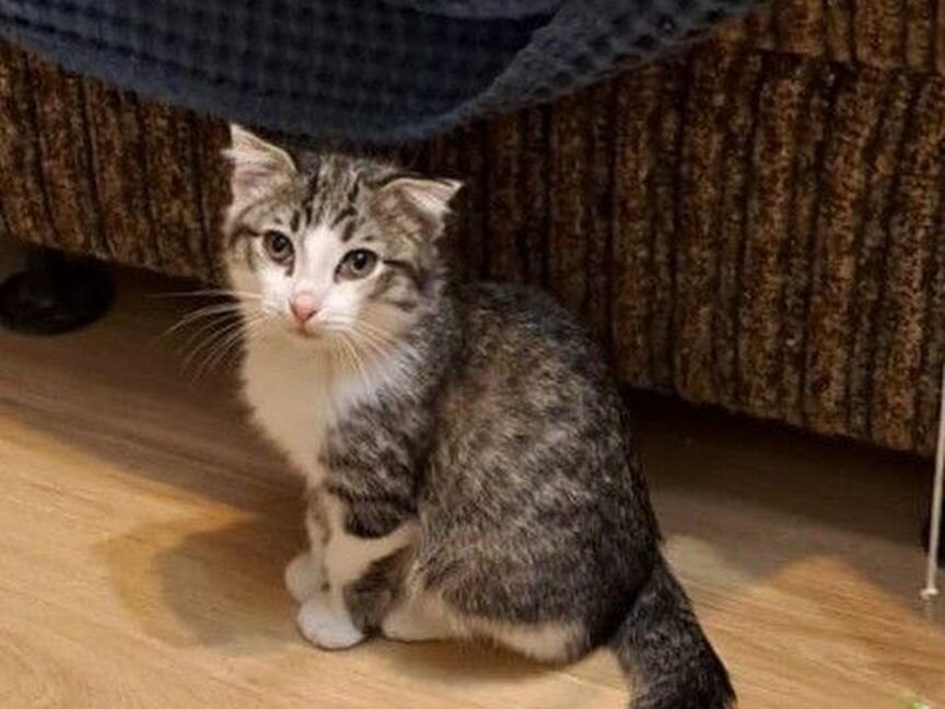 Котята в добрые руки мальчики