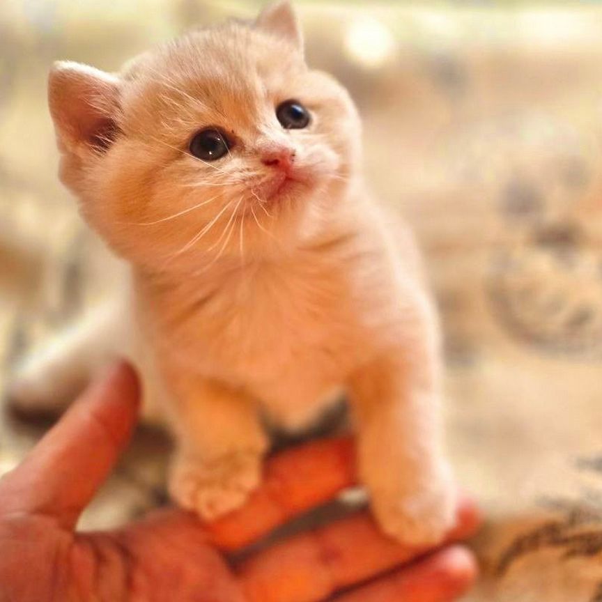 Шотландский прямоухий короткошёрстный котёнок