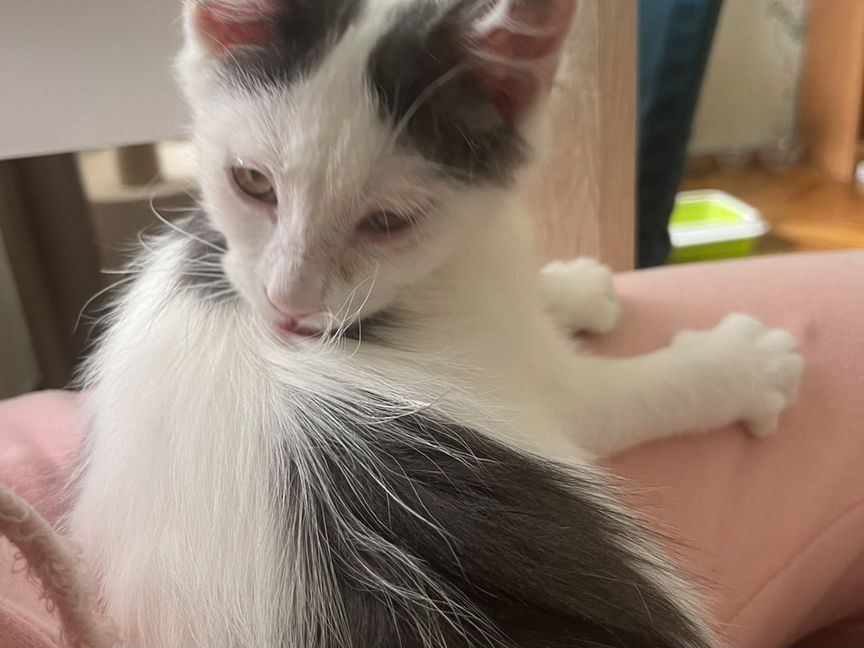 Котенок белый пушистый мальчик 3 мес