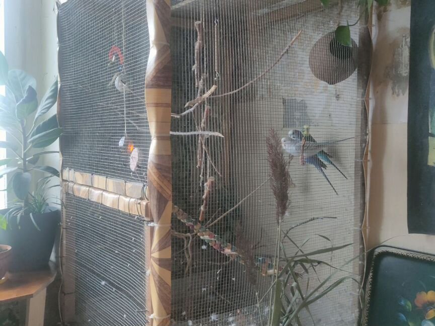 Волнистый попугай (3 шт)с клеткой