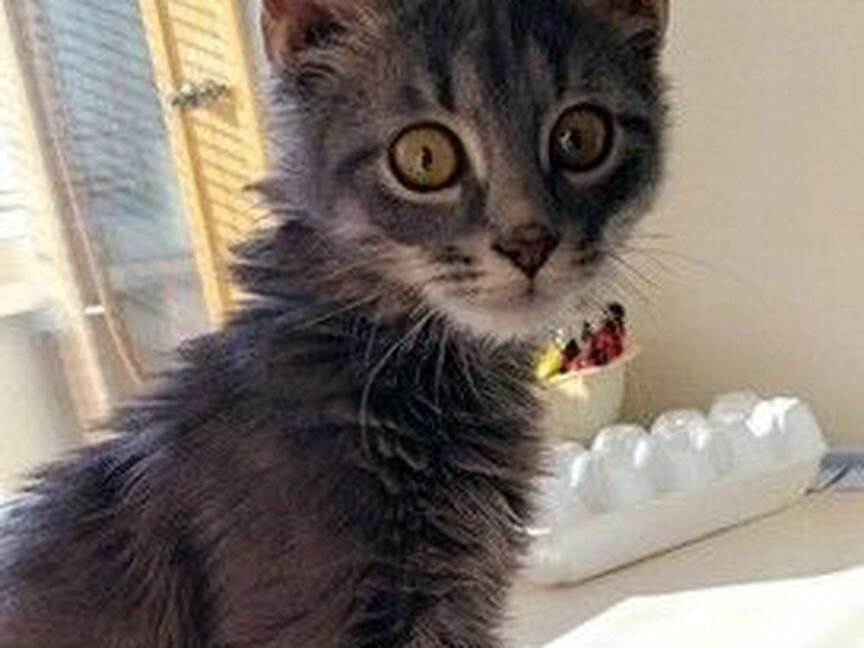 Котёнок мальчик