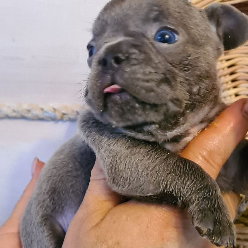 Французики разных окрасов