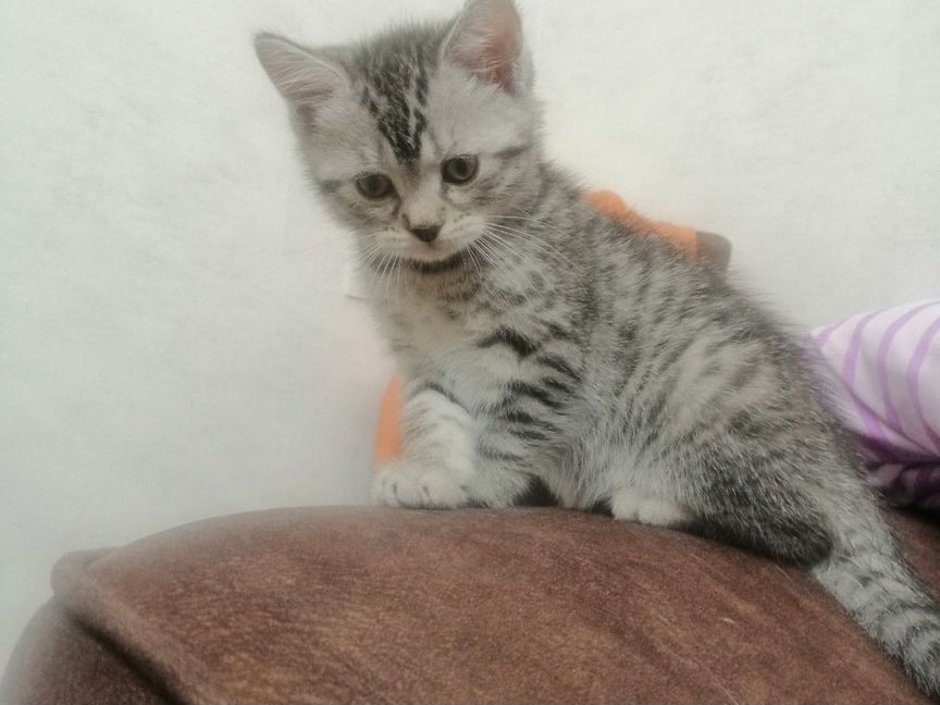 Котята