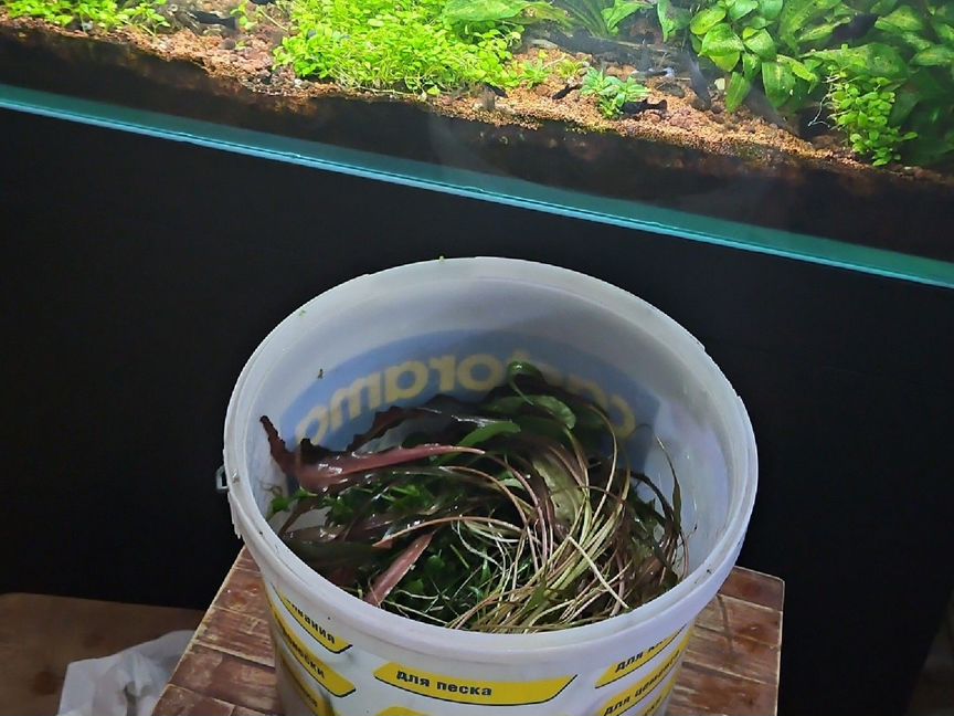 Прополка растений аквариумных