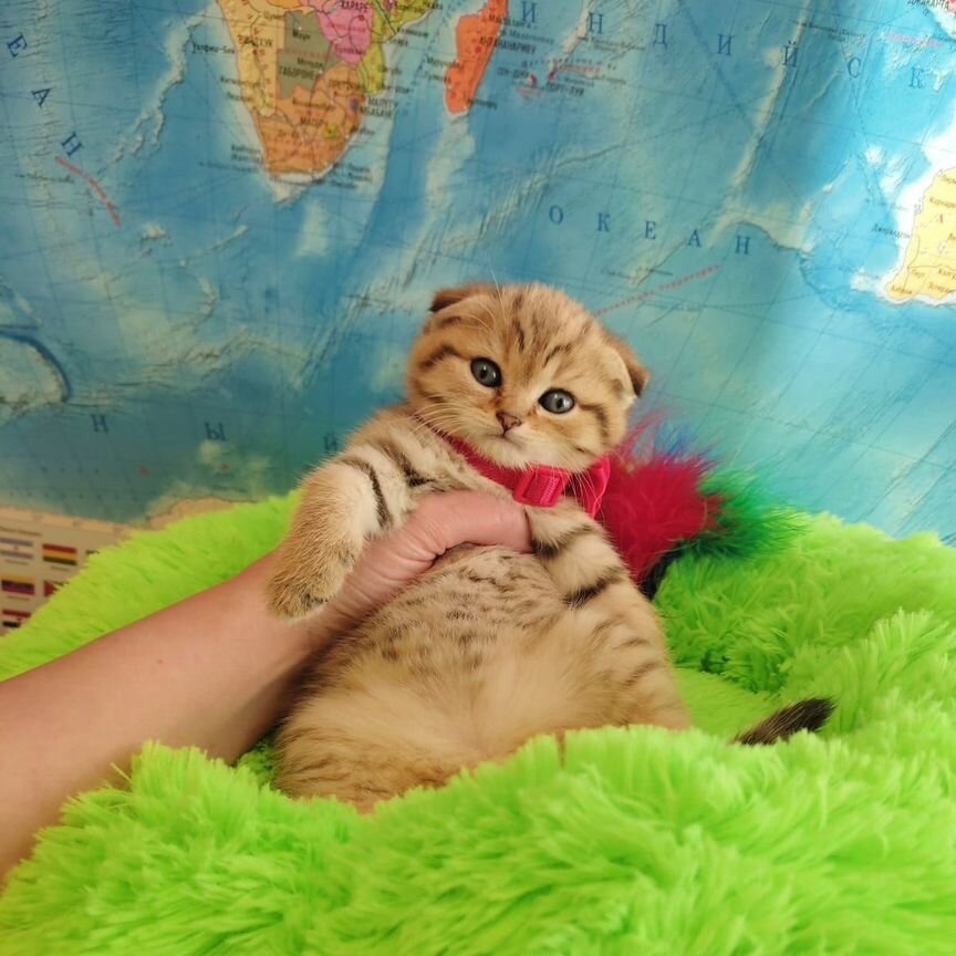 Плюшевые малыши