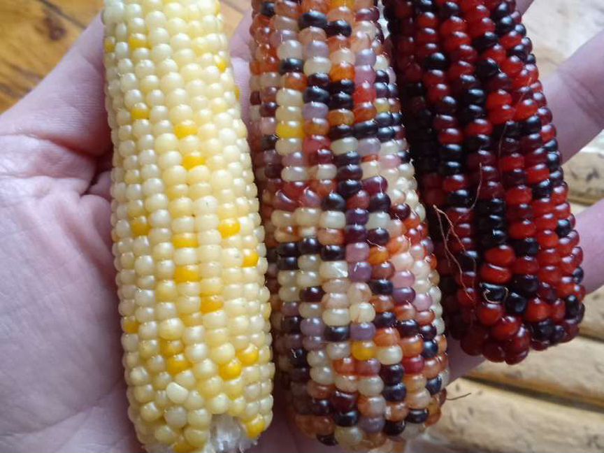 Лакомство для грызунов