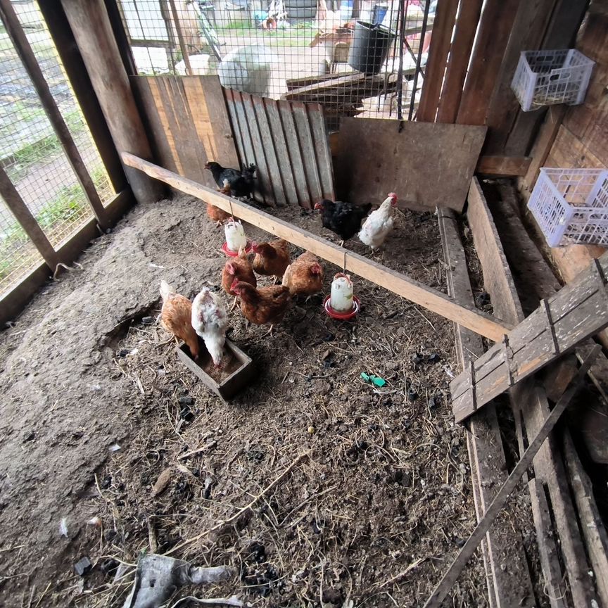 Куры домашние