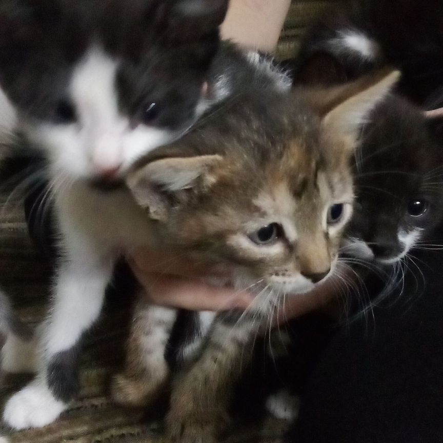 Котята в добрые руки