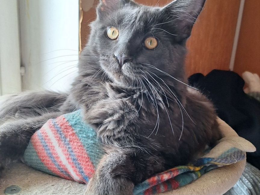 Мейн-кун котенок 8 месяцев