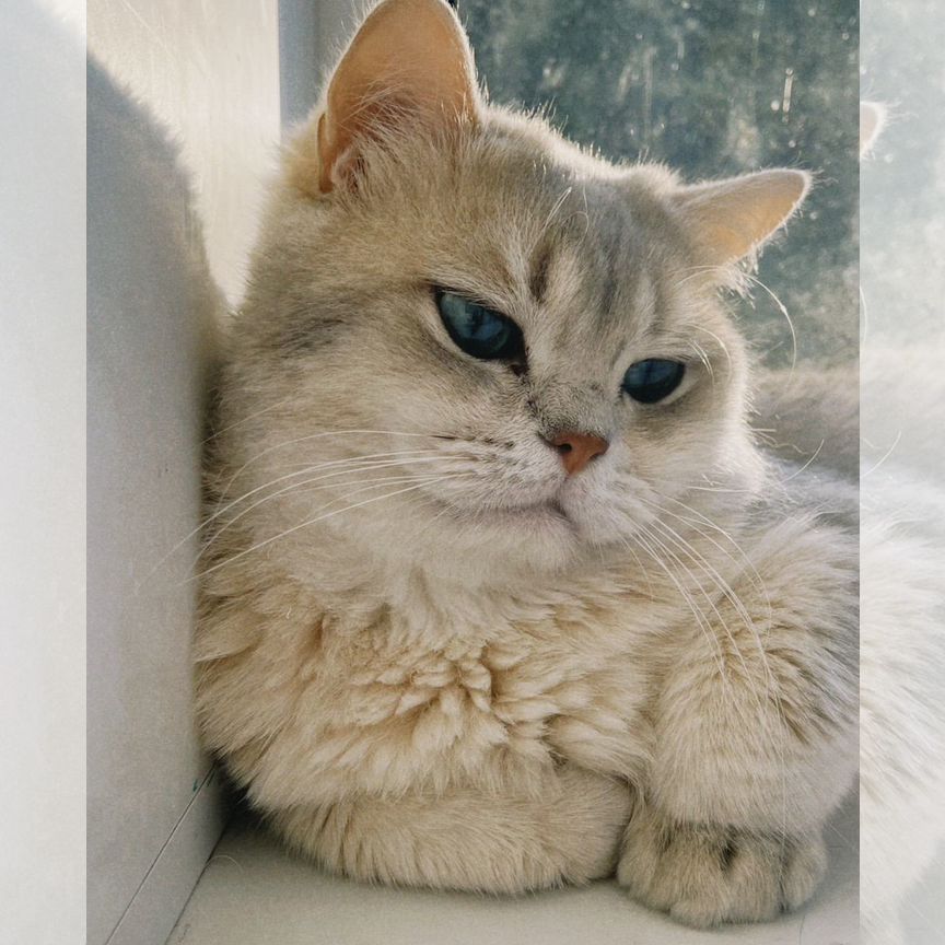 Британский длинношёрстный кот, взрослый