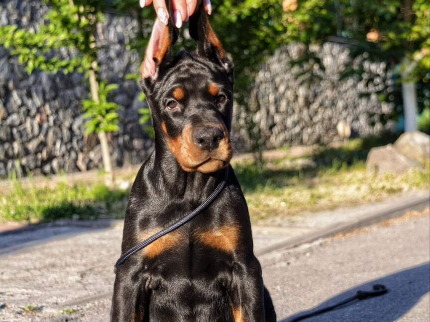 Щенки добермана