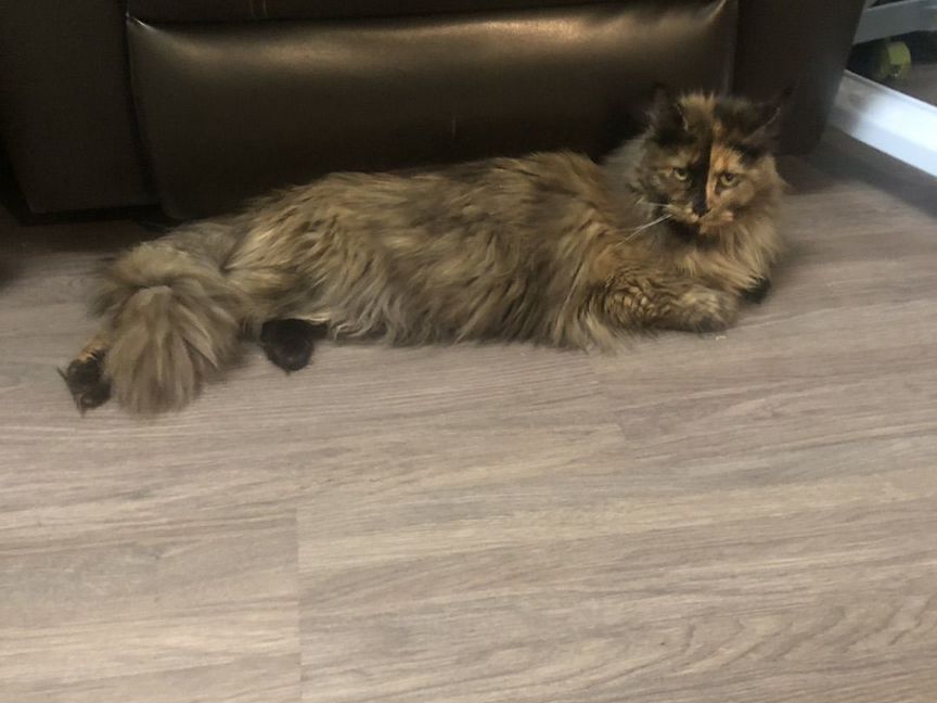 Кошка мейкун с бретанцем смесь