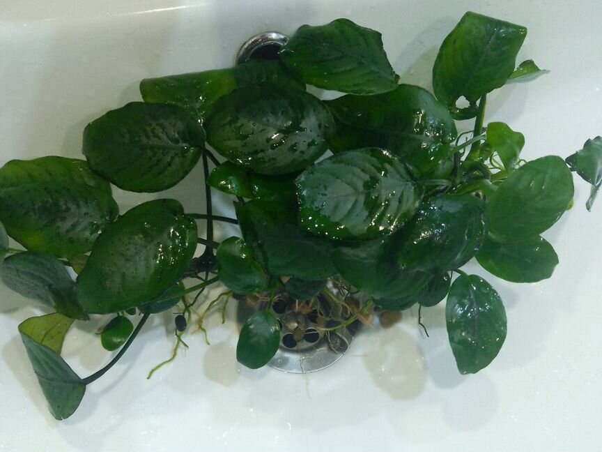 Растения для аквариума