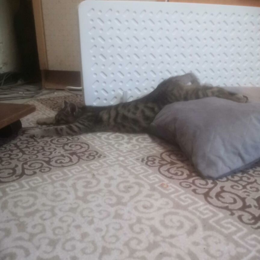 Отдам в добрые руки